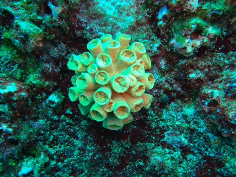 Management of a subtidal ecological monitoring project, Galapagos ...